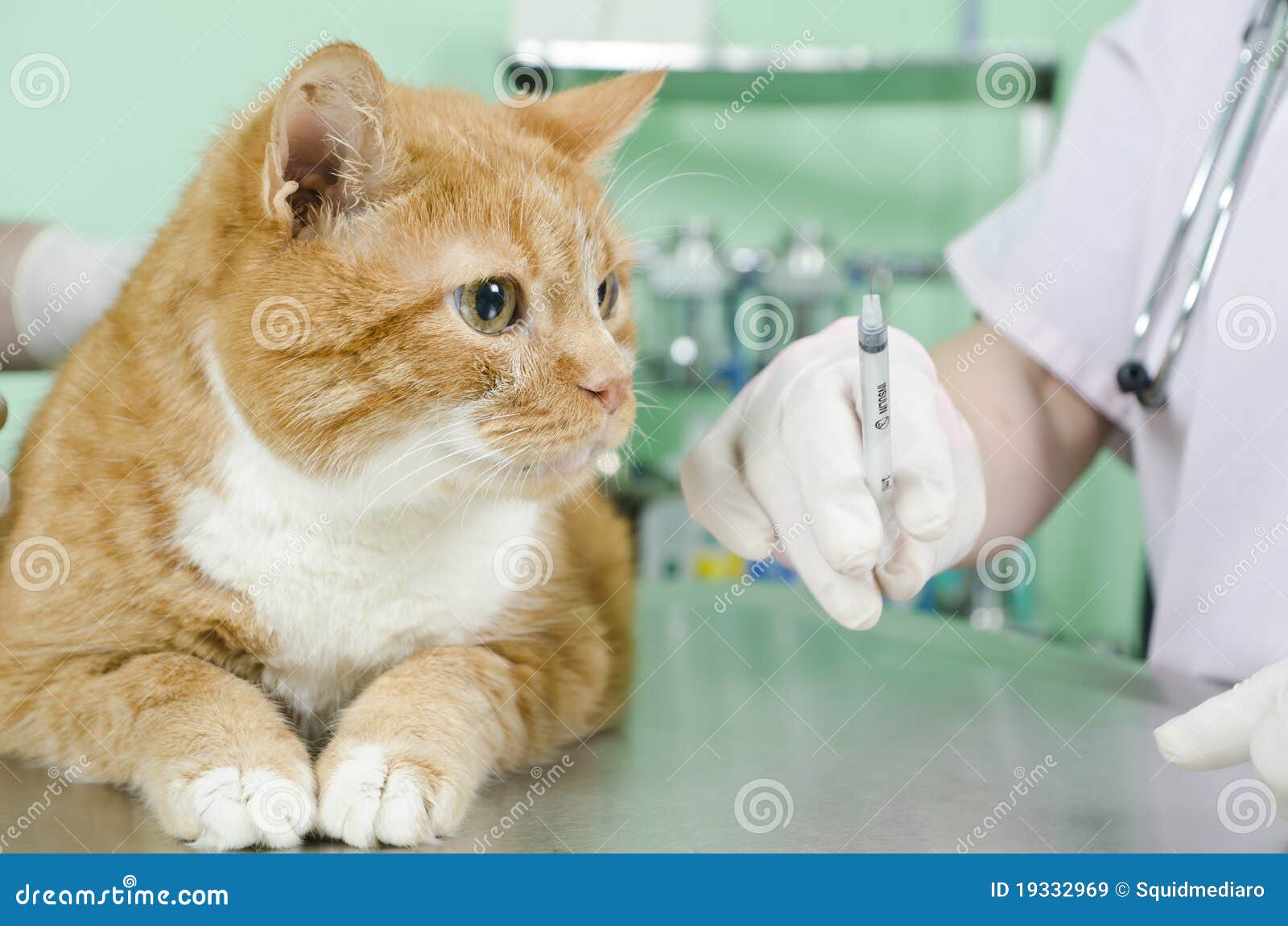 Garfield al veterinario imagen de archivo. Imagen de salud - 19332969