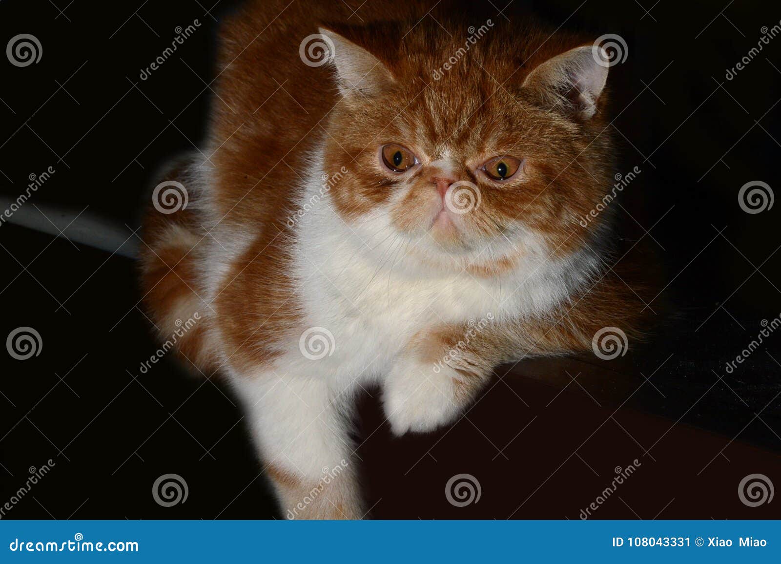Garfield Car Stock Photos - Free & Royalty-Free Stock Photos from ...