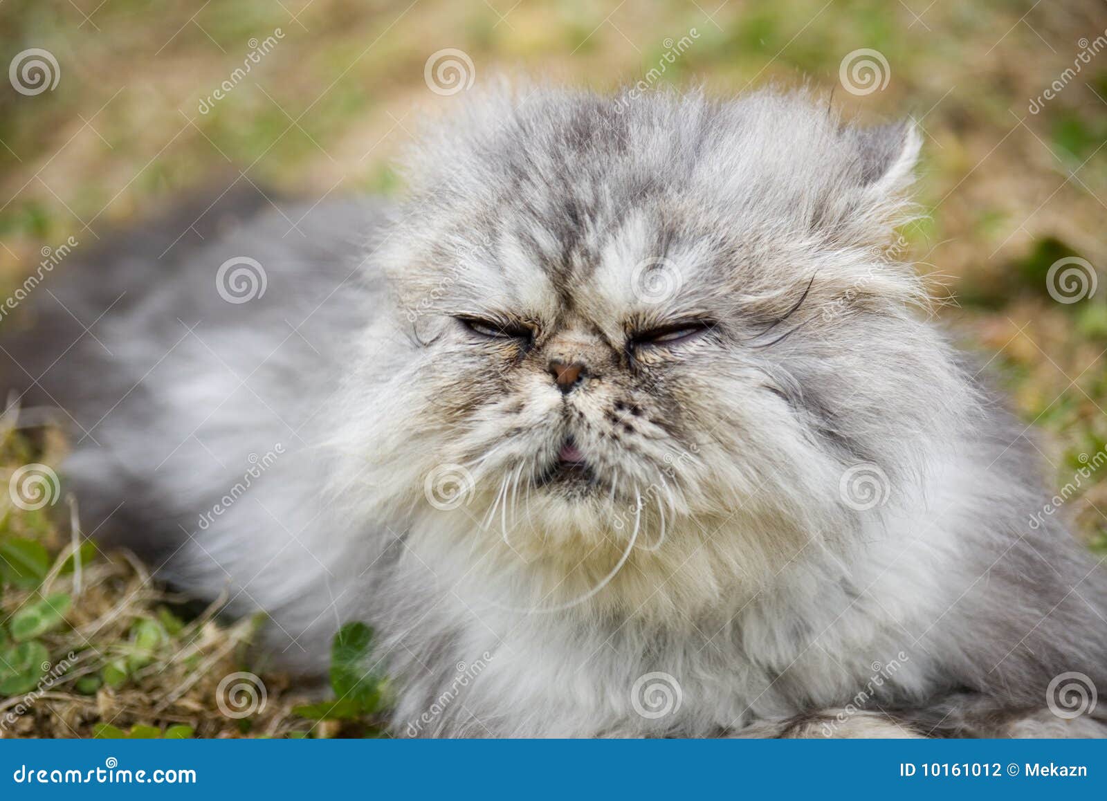 Garfield cat stock photo. Image of lovely, eyes, chinese - 10161012