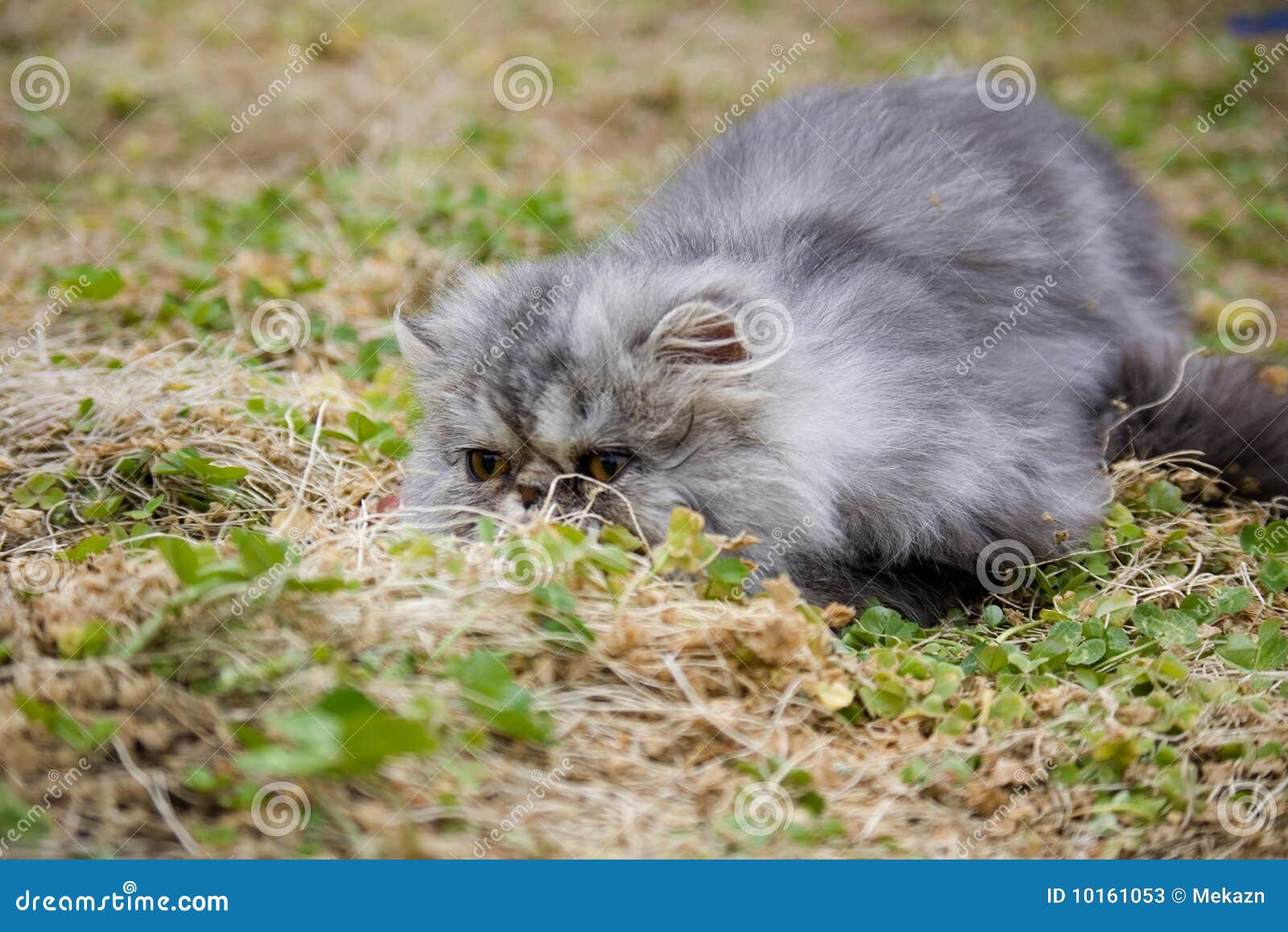 Garfield cat stock image. Image of loveable, garfield - 10161053