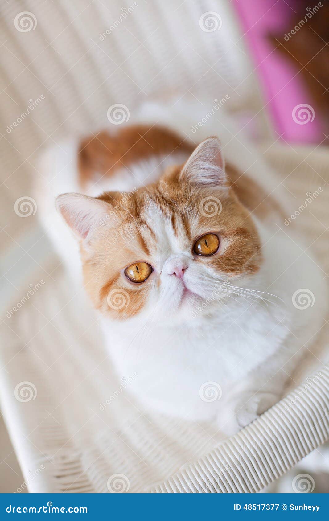 Garfield, A Cute Black And White Tabby Pet Cat Royalty-Free Stock Image ...