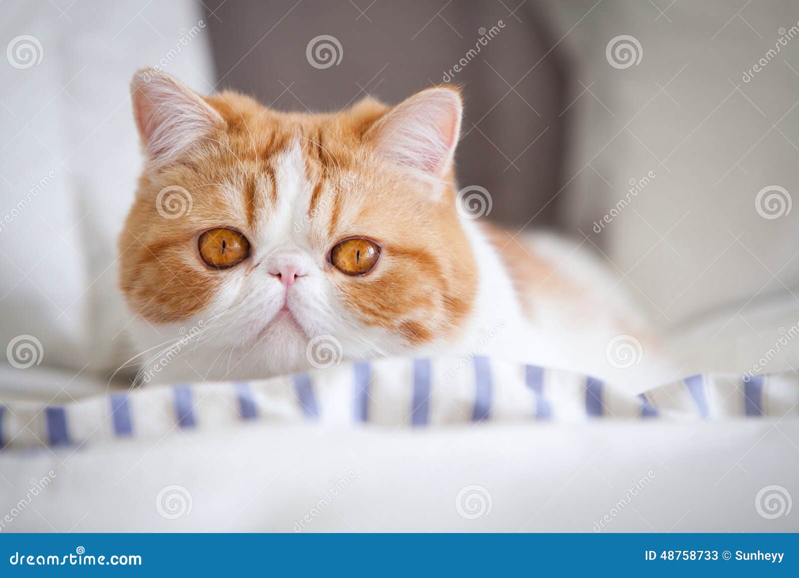 Garfield The Cat Royalty-Free Stock Photography | CartoonDealer.com ...