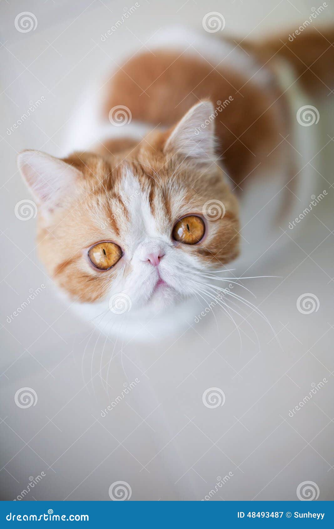 Garfield stock image. Image of furry, adorable, kitty - 48493487