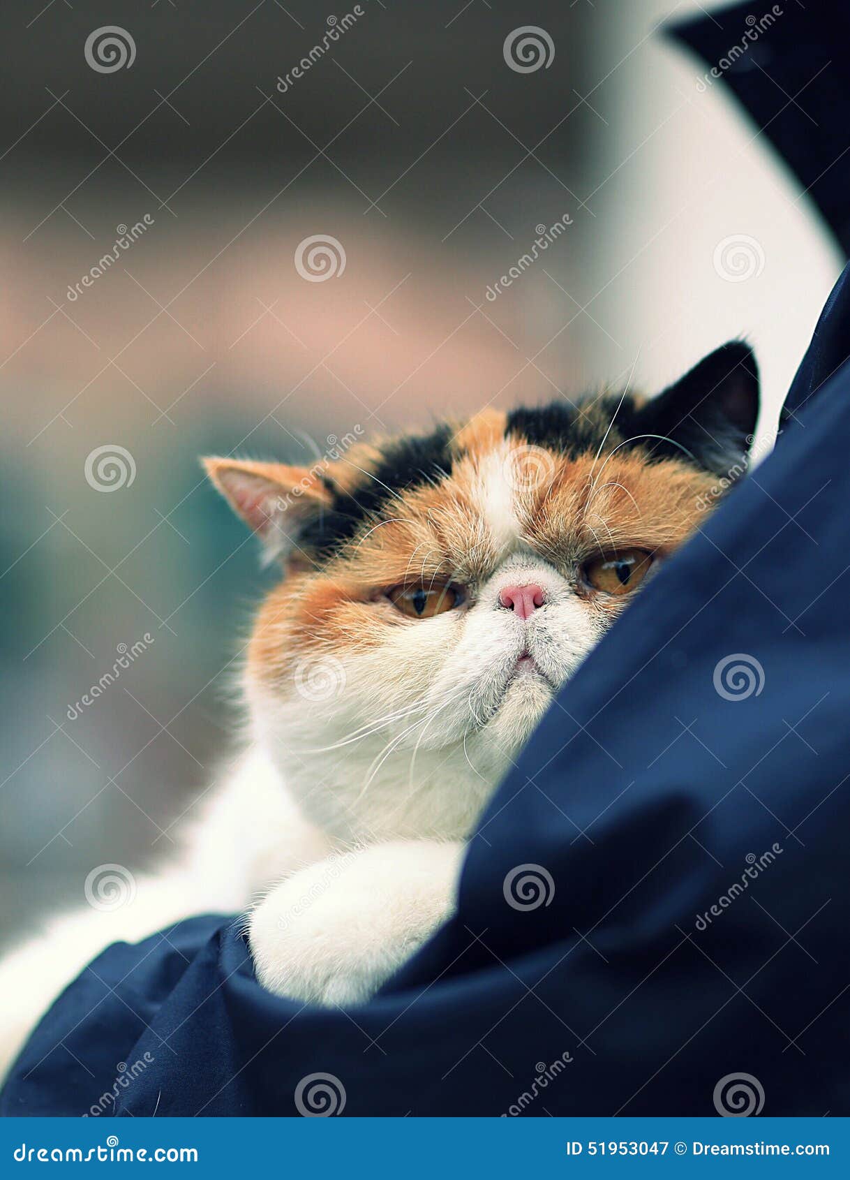 Garfield stock image. Image of beautiful, feeling, happiness - 51953047