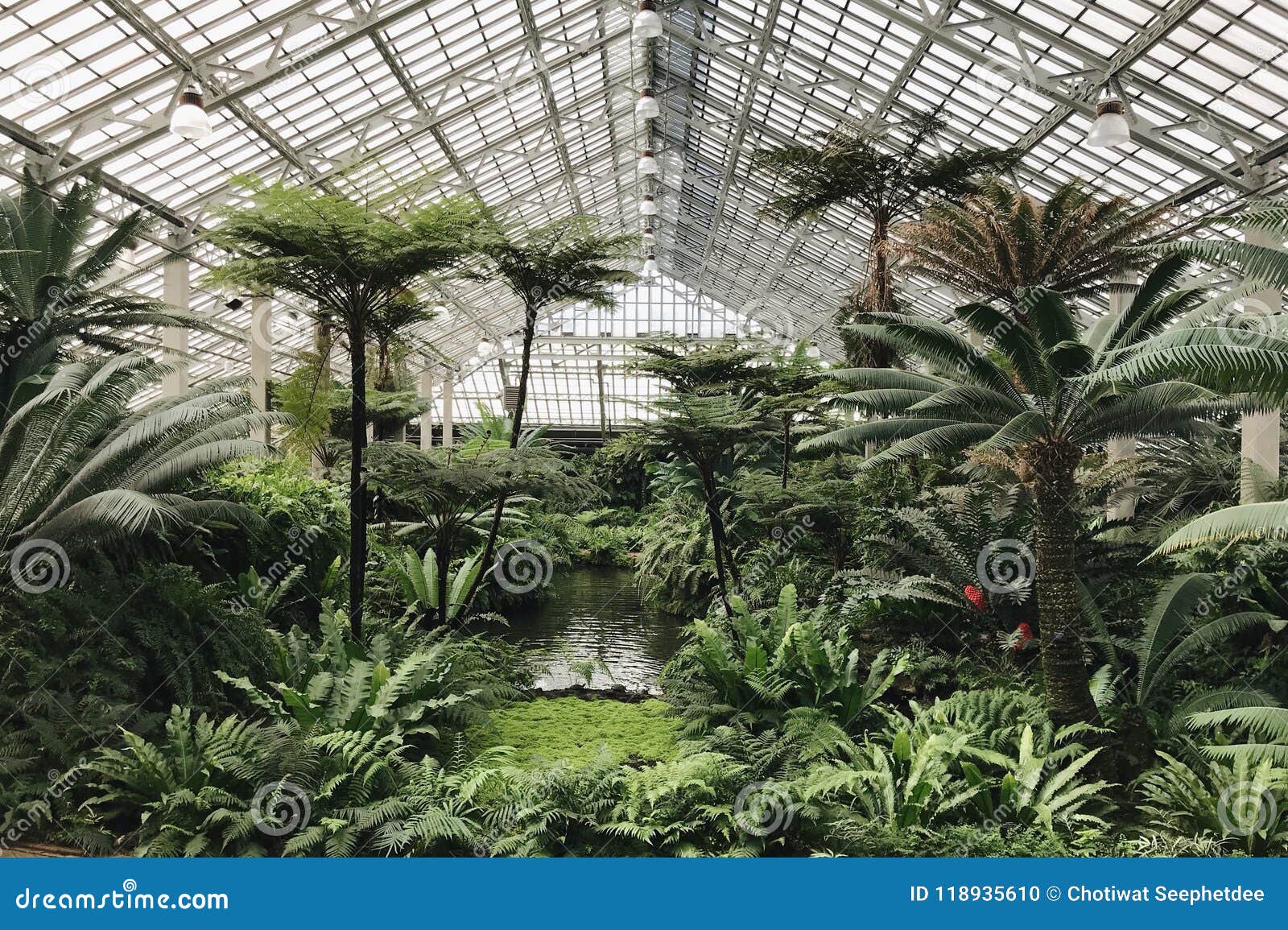 Chicago editorial image. Image of greenery, conservatory - 118935610