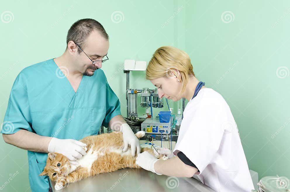 Garfield to the vet stock photo. Image of feline, hospital - 19332980