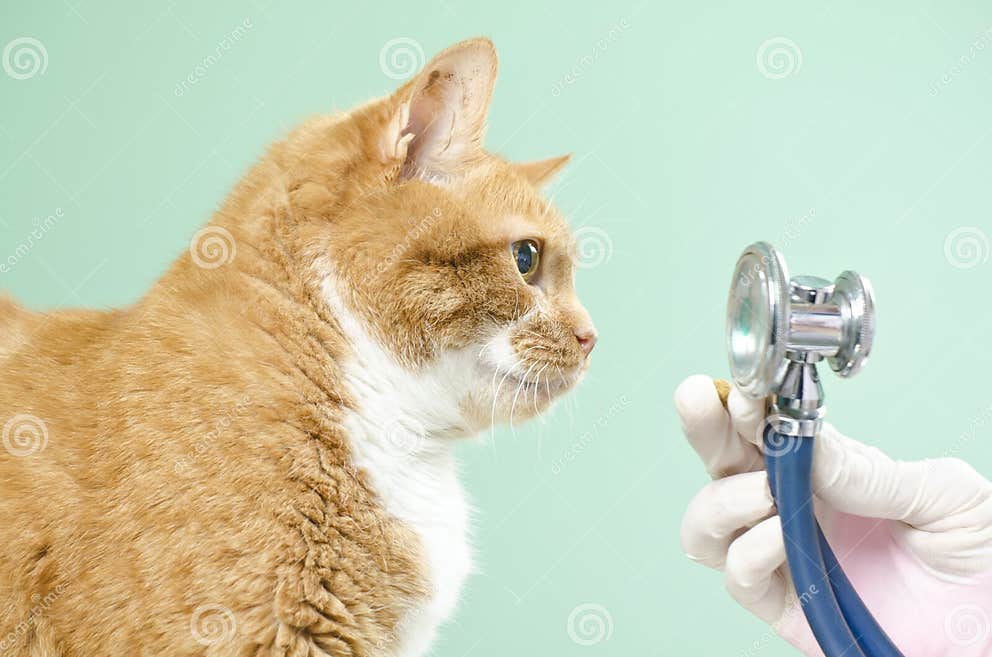 Garfield to the vet stock image. Image of feline, hospital - 19333041