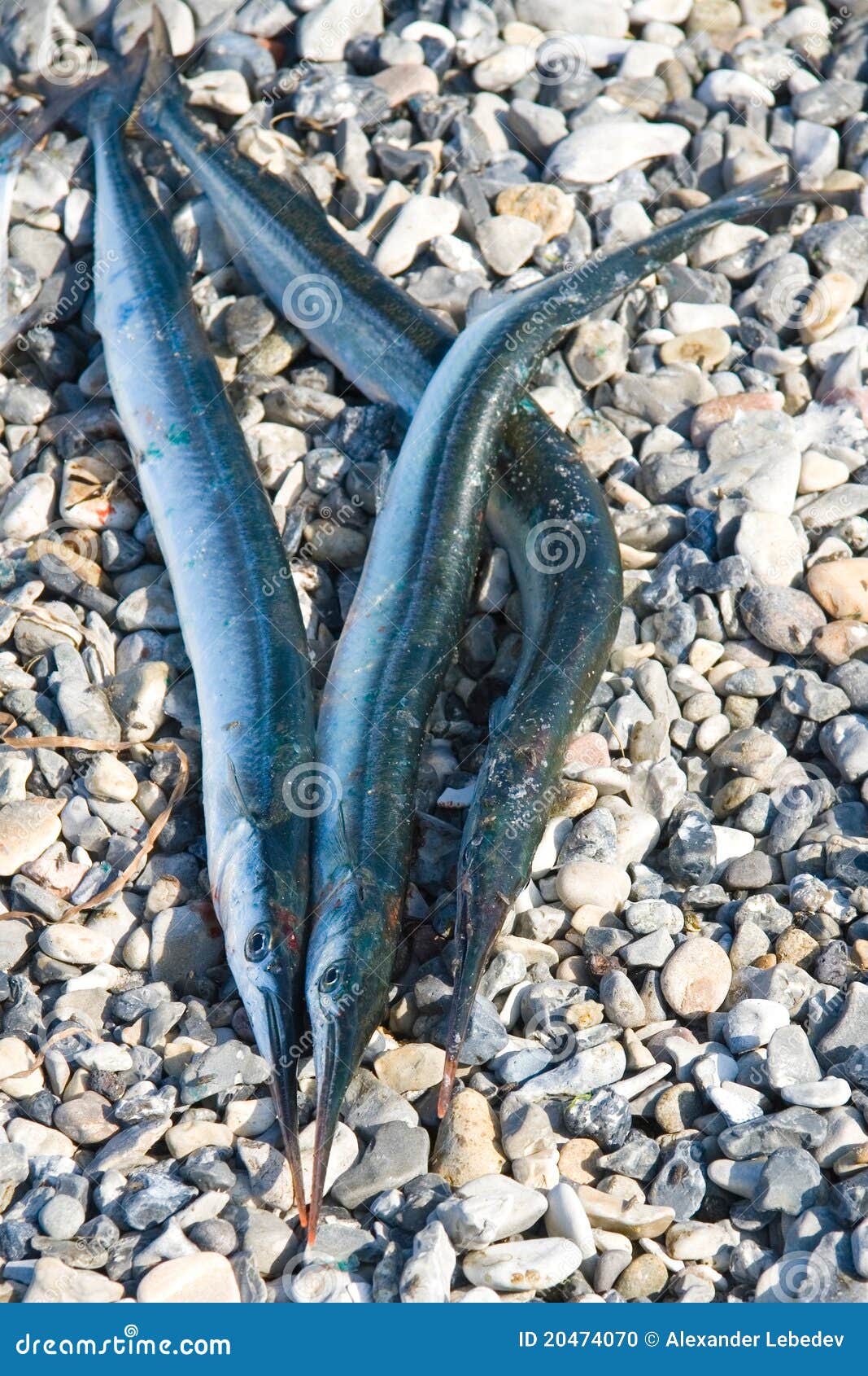 Garfish stock photo. Image of catch, nature, garfish - 20474070