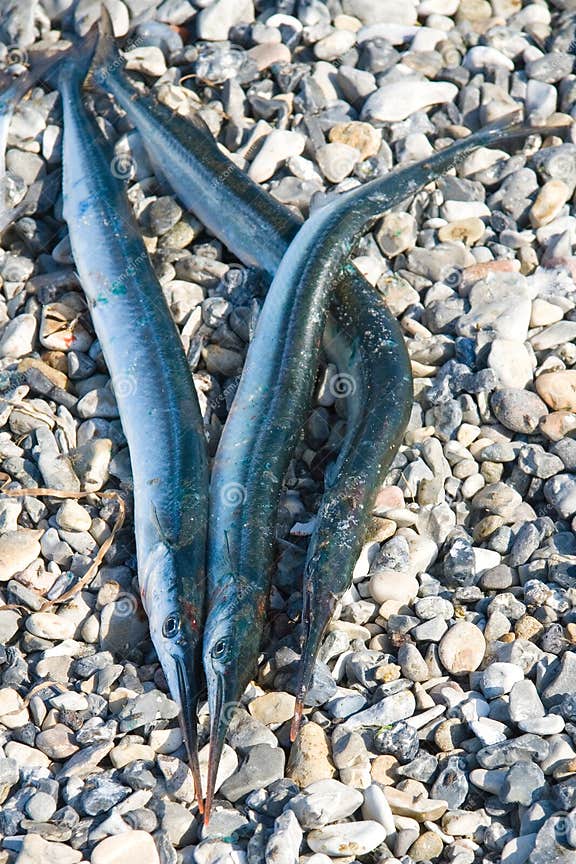 Garfish stock photo. Image of catch, nature, garfish - 20474070