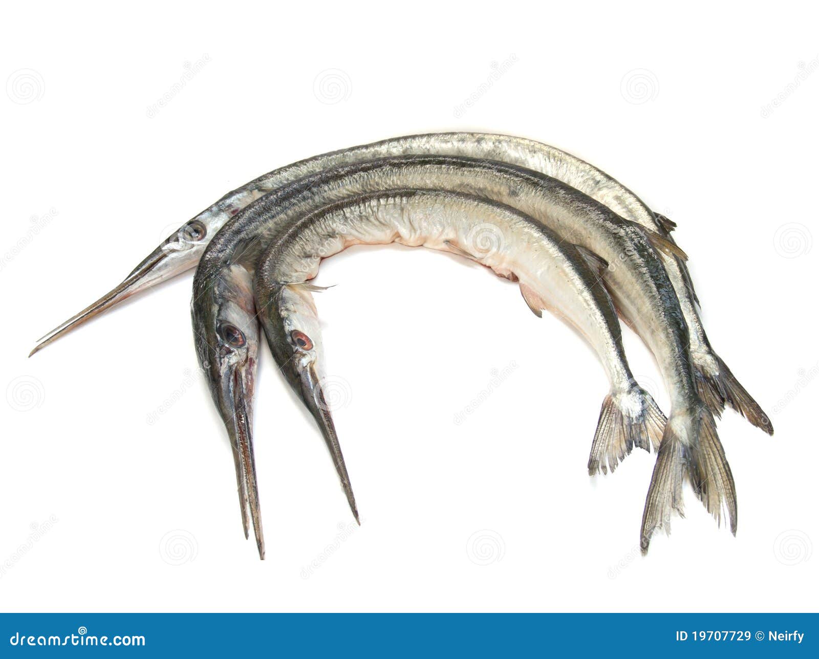 Garfish (Belone Belone) Raw Stock Image - Image of hornhecht, agulha ...