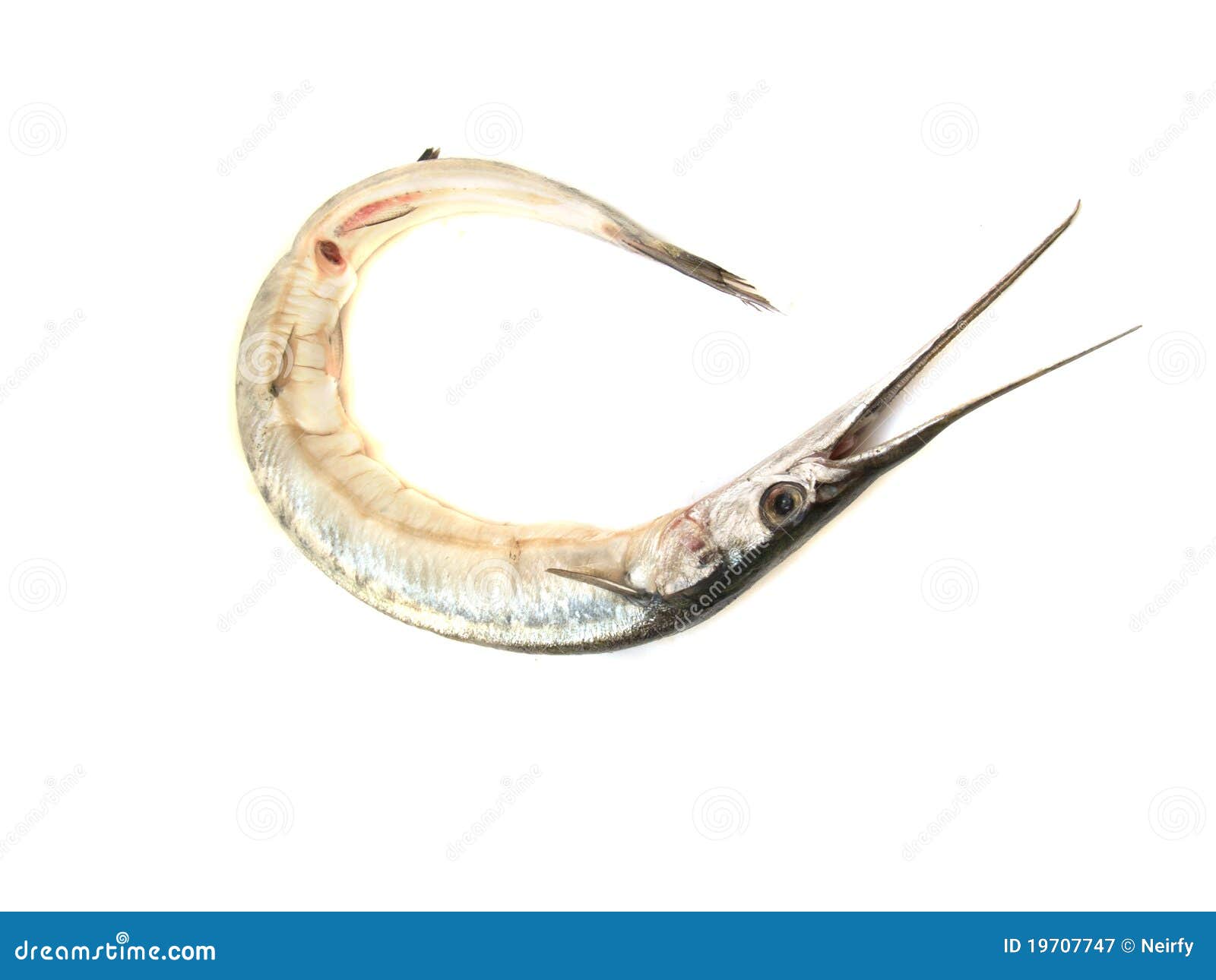 Garfish (Belone Belone) Raw Stock Image - Image of belone, sargan: 19707747