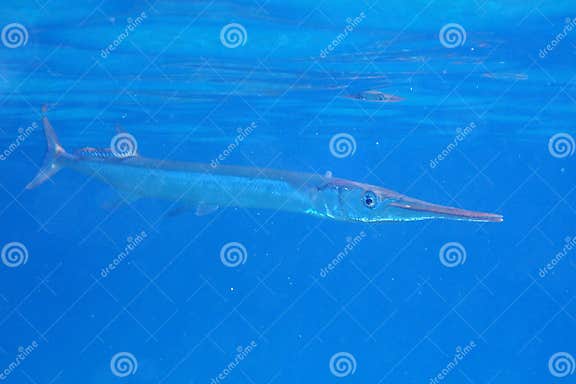 Garfish from the egypt stock image. Image of silver - 294879983