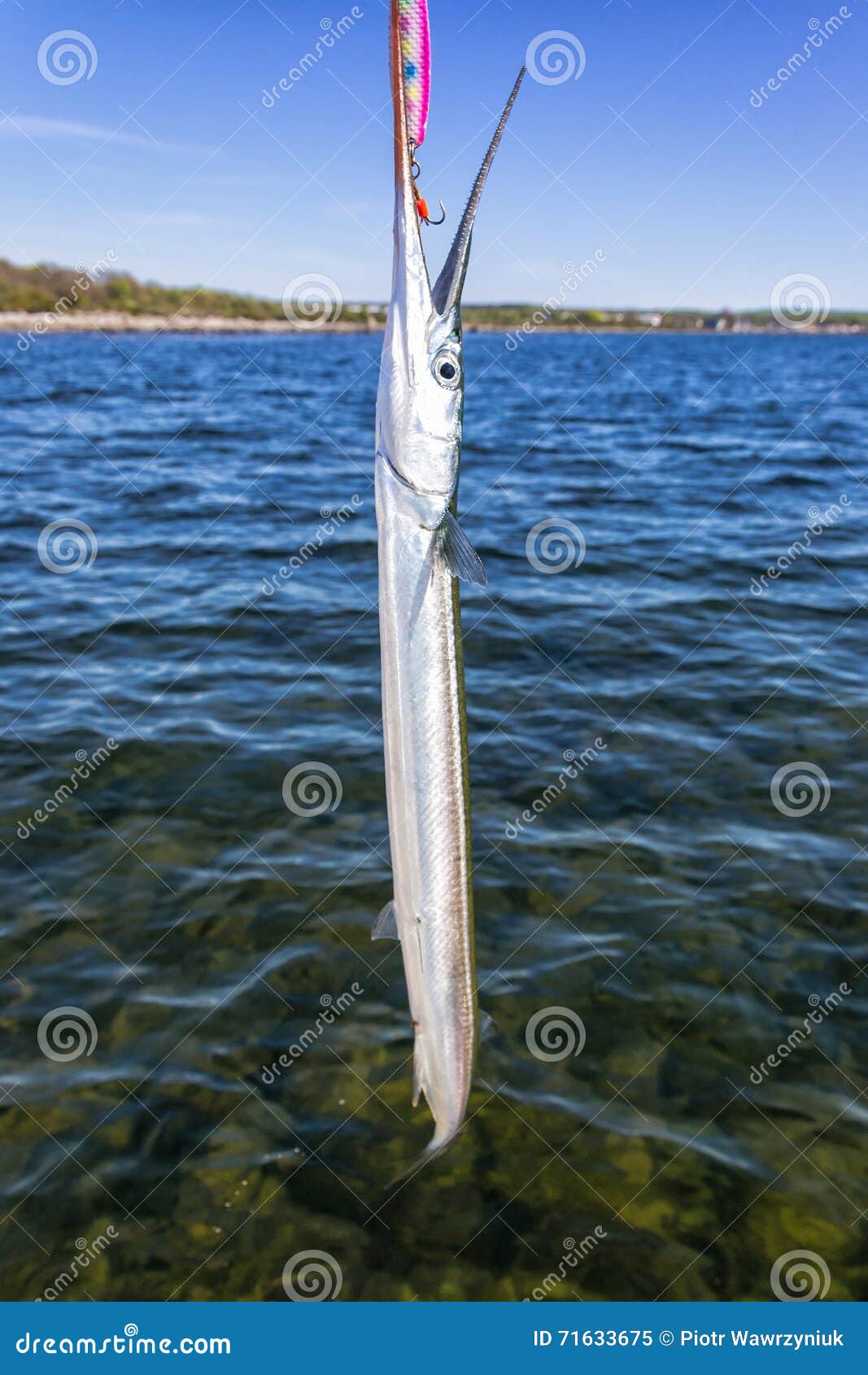 Garfish fishing trophy stock image. Image of fish, fresh - 71633675