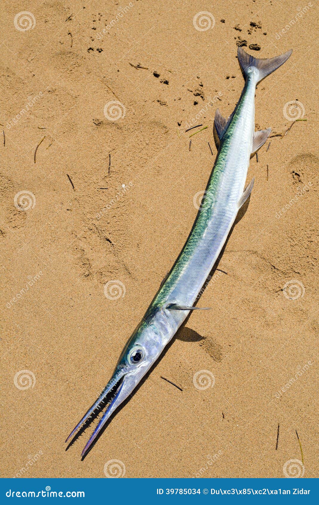 Garfish stock photo. Image of marine, pelagic, seafood - 39785034