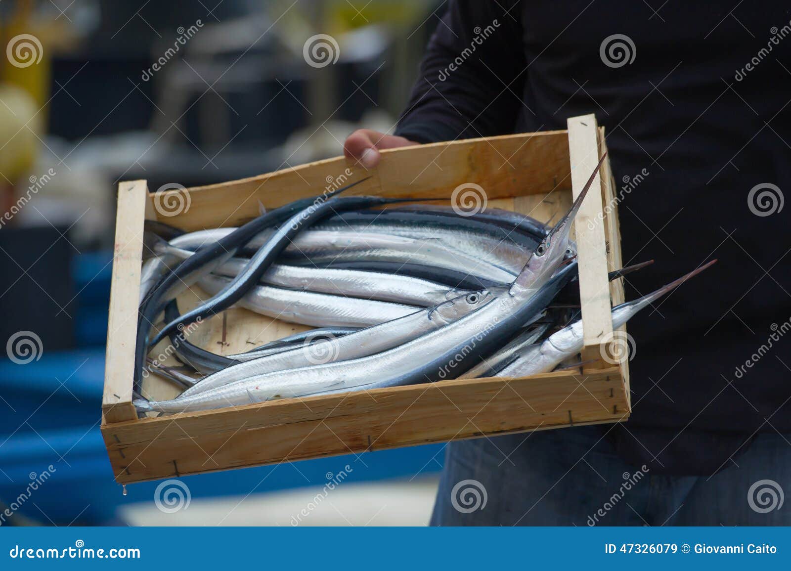 Garfish stock image. Image of blue, exhibit, fishing - 47326079