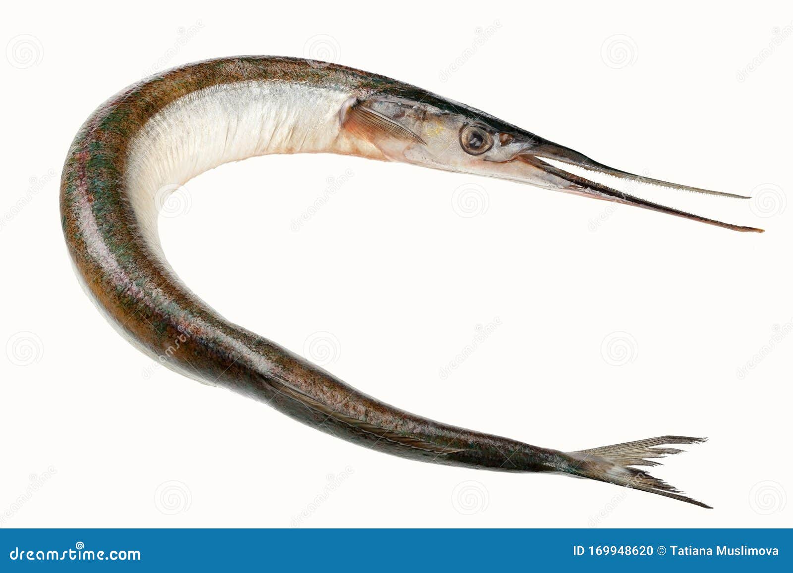 Garfish Isolated on White Background. Sea Needle Stock Photo - Image of ...