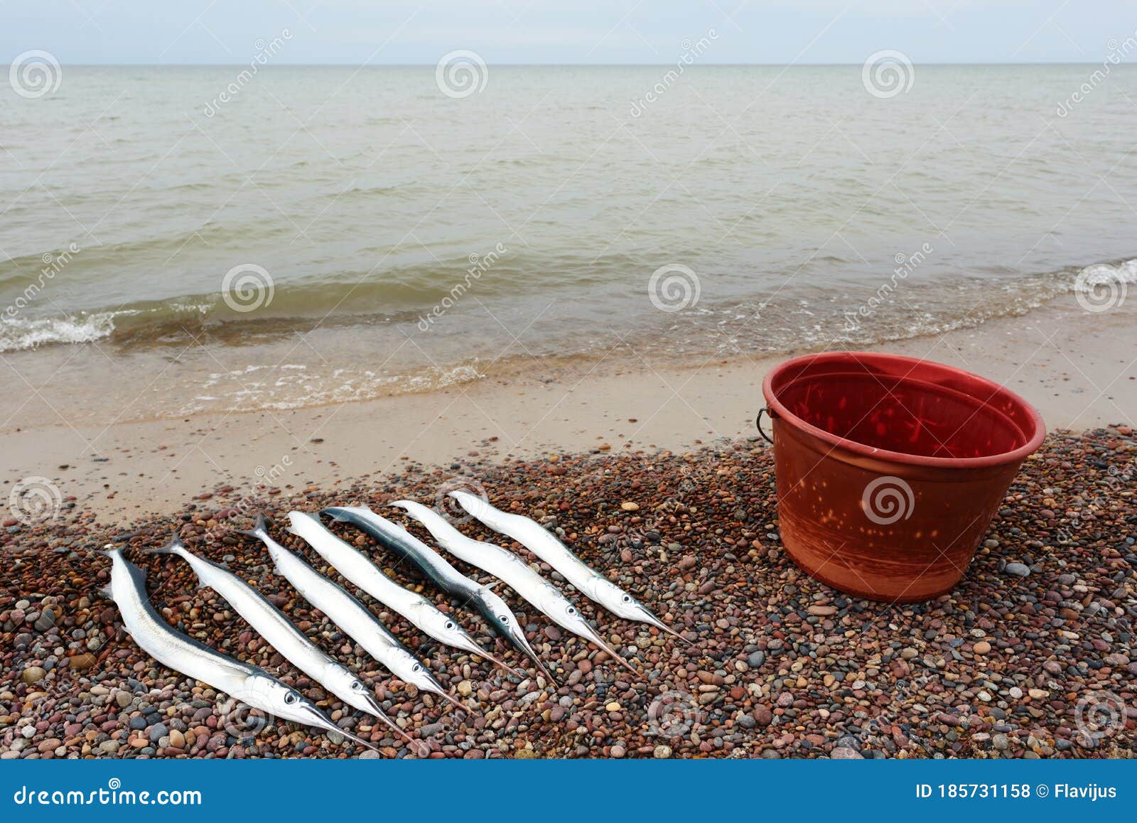 Garfish on Pebble, Baltic Sea Coast Stock Photo - Image of coast ...
