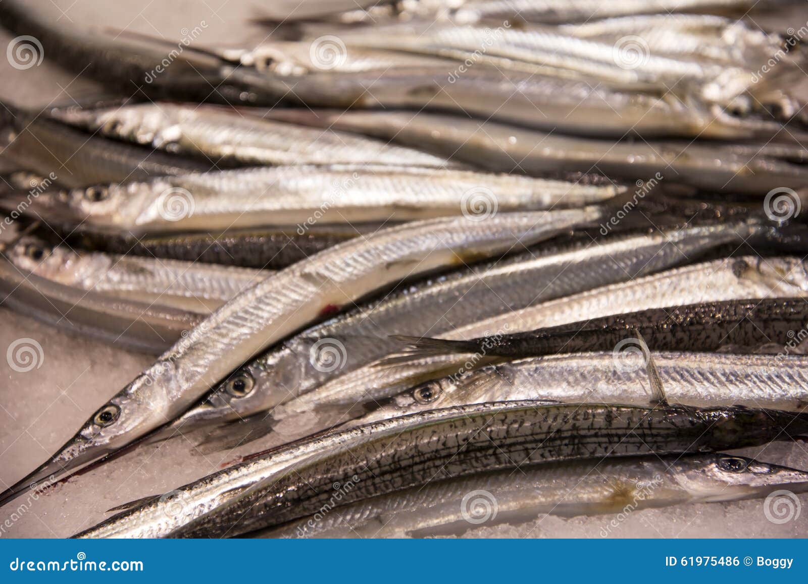 Garfish stock photo. Image of tasty, cold, seafood, frozen - 61975486
