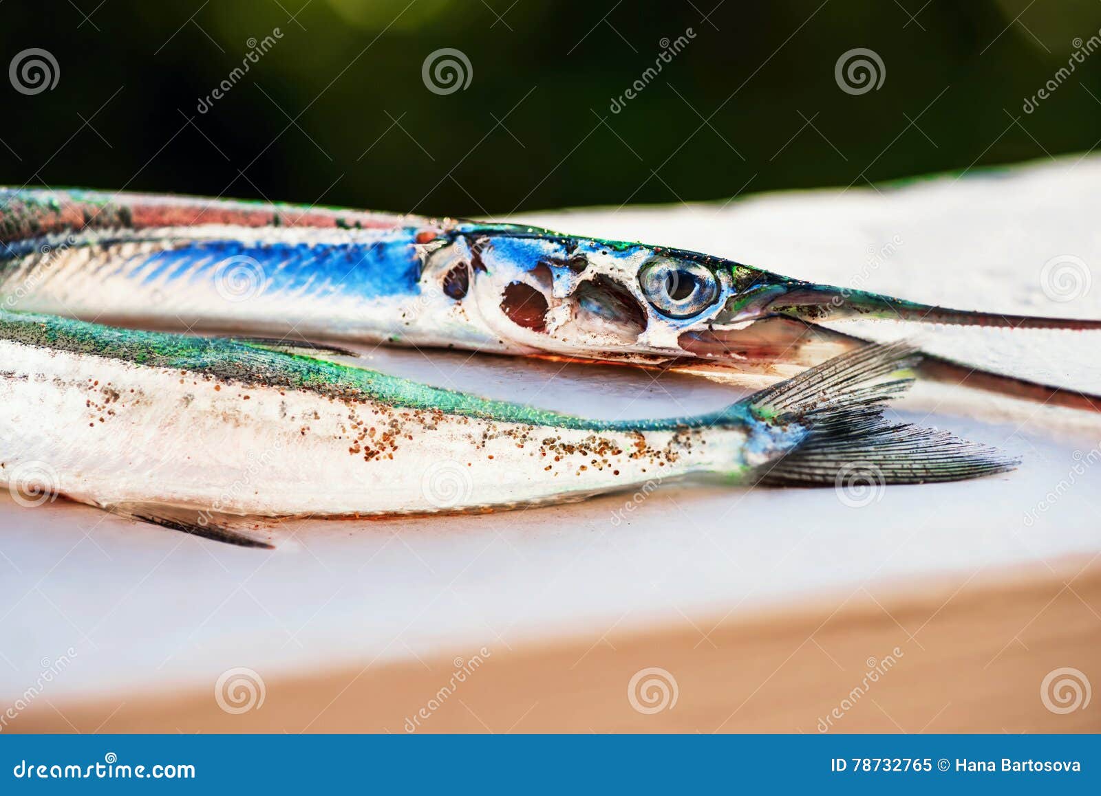 Garfish on wall stock image. Image of jaws, body, appetizing - 78732765