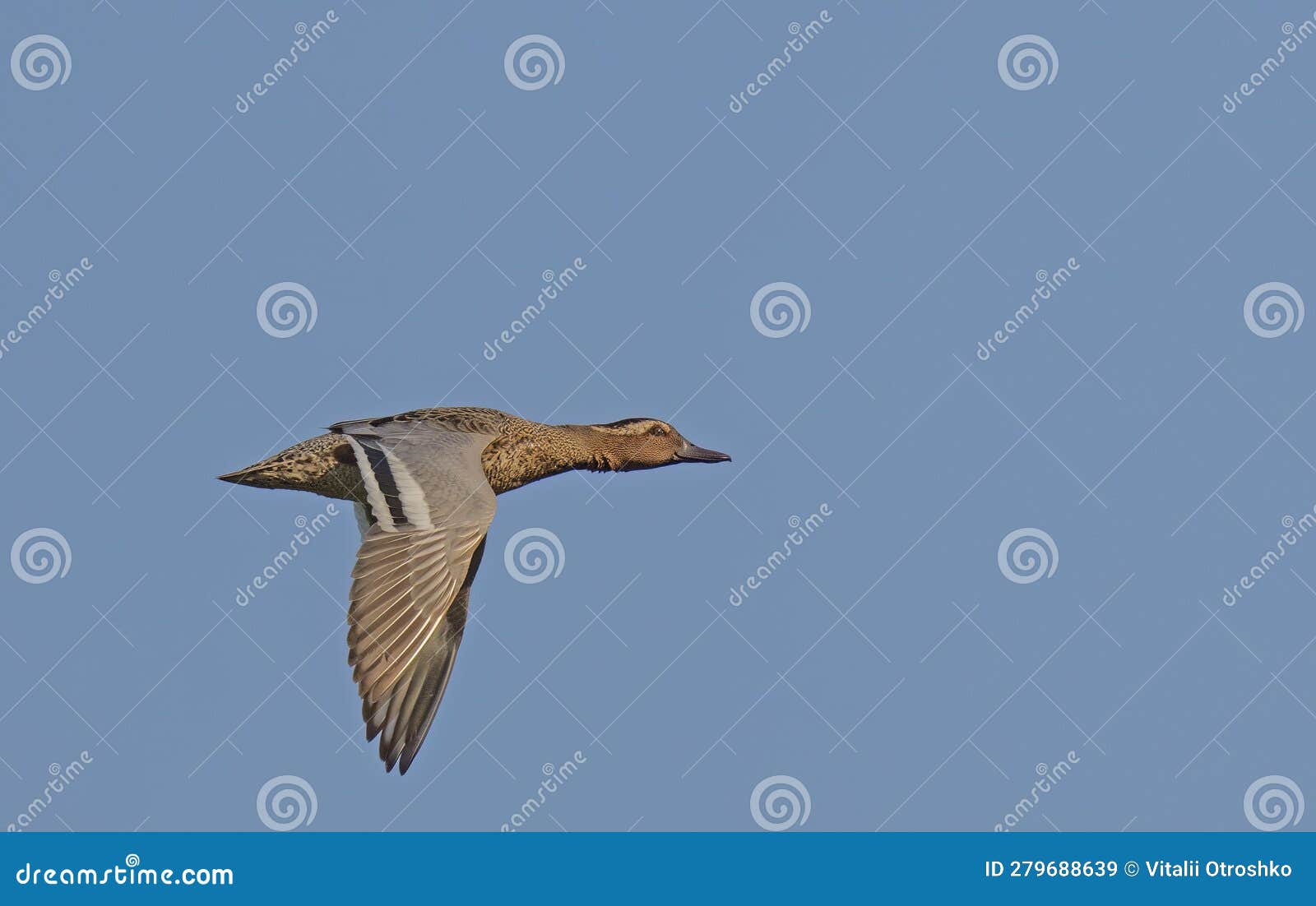 Garganey (Anas Querquedula) in Flight. Bird in Flight Stock Image ...