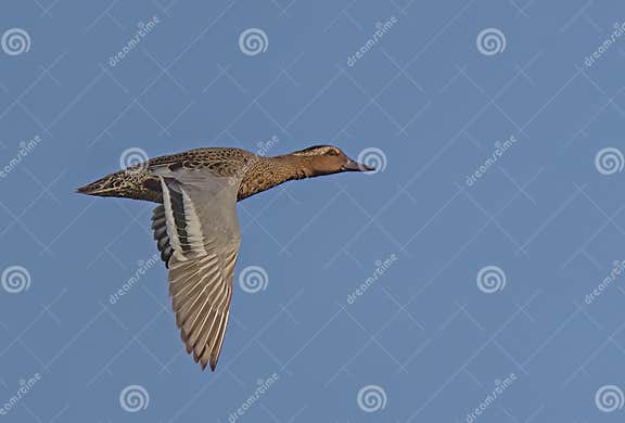 Garganey (Anas Querquedula) in Flight. Bird in Flight Stock Image ...