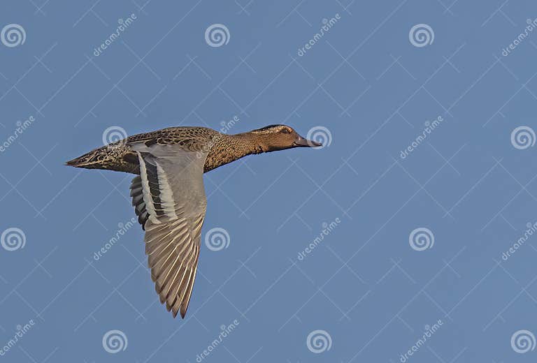 Garganey (Anas Querquedula) in Flight. Bird in Flight Stock Image ...