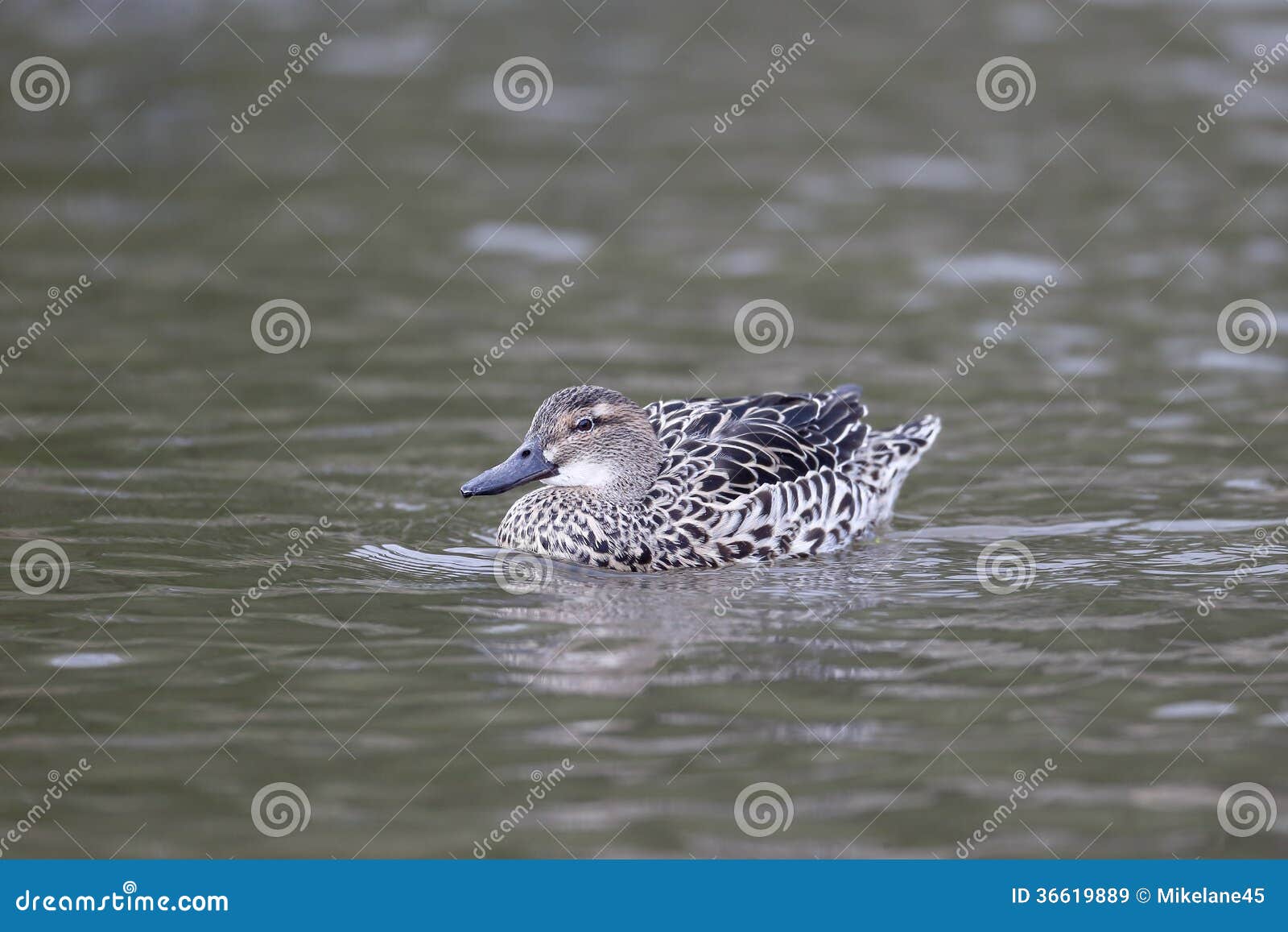 Garganey, Anas querquedula stock image. Image of lake - 36619889