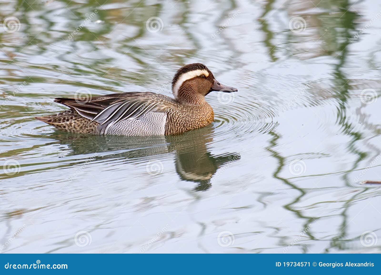 Garganey Duck stock image. Image of ducks, plumage, bill - 19734571