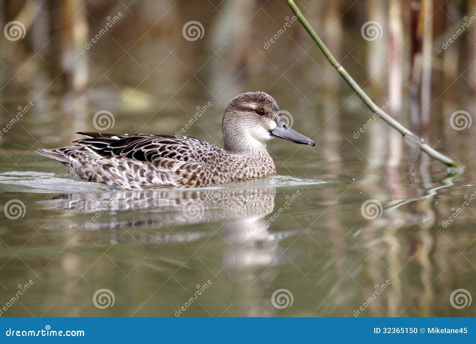 Garganey Duck, Anas Querquedula Stock Photo - Image of britain, reeds ...
