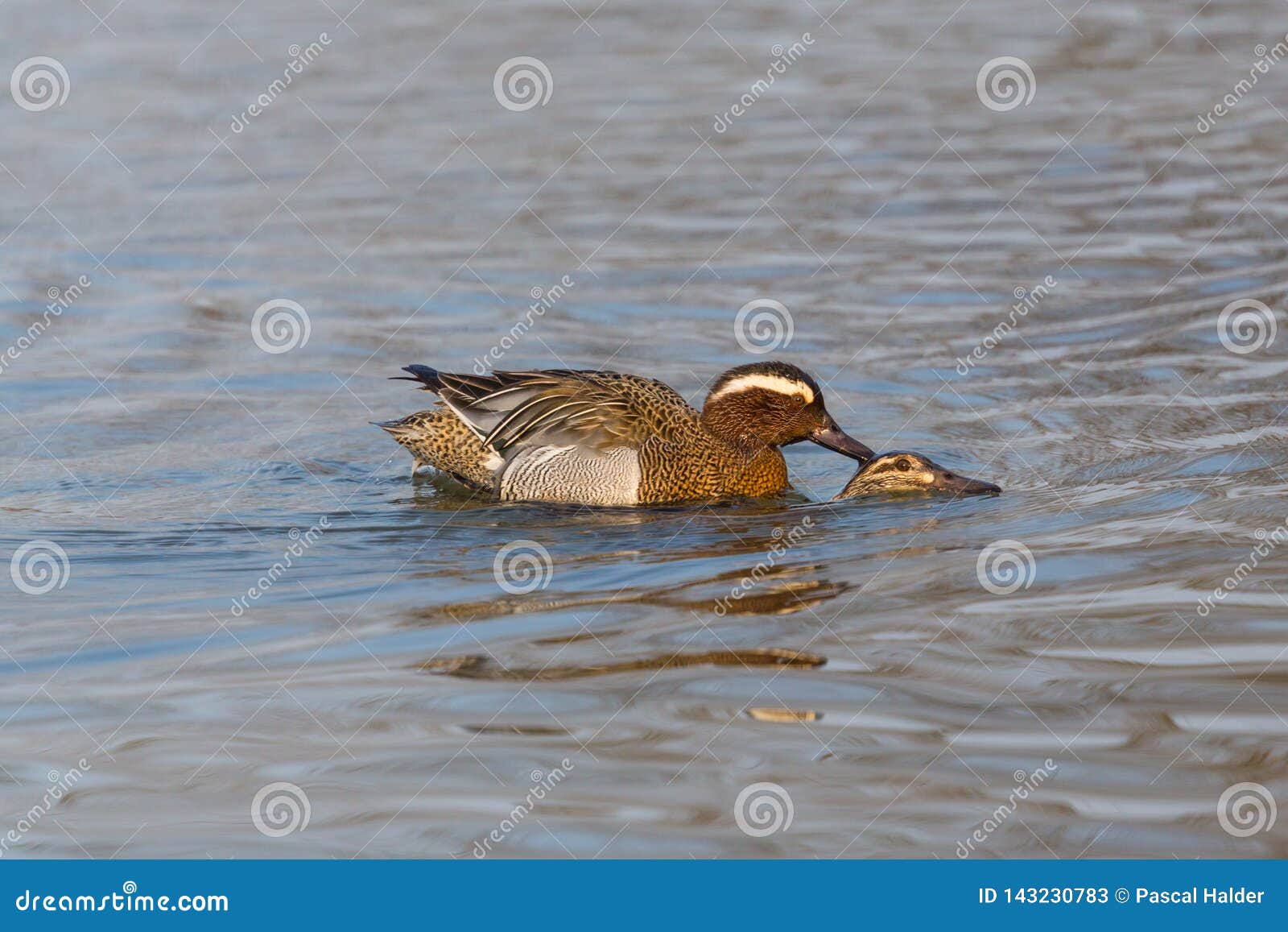 Garganey Duck Pair Mating Anas Querquedula, Water Stock Image - Image ...