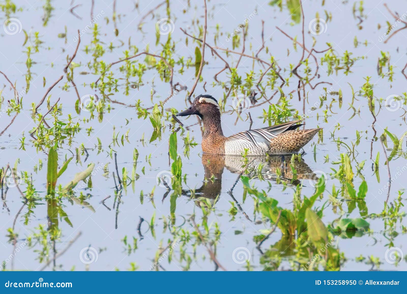 Garganey Duck on Water Anas Querquedula Garganey Male Wildlife Stock ...