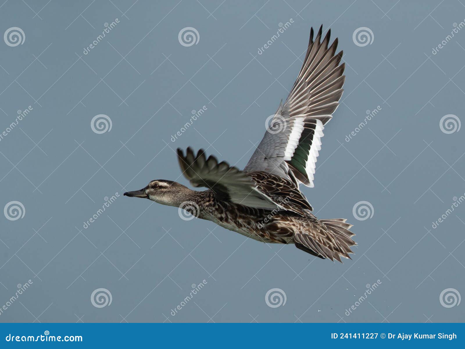 Garganey in Flight at Bhigwan Bird Sanctuary, India Stock Image - Image ...