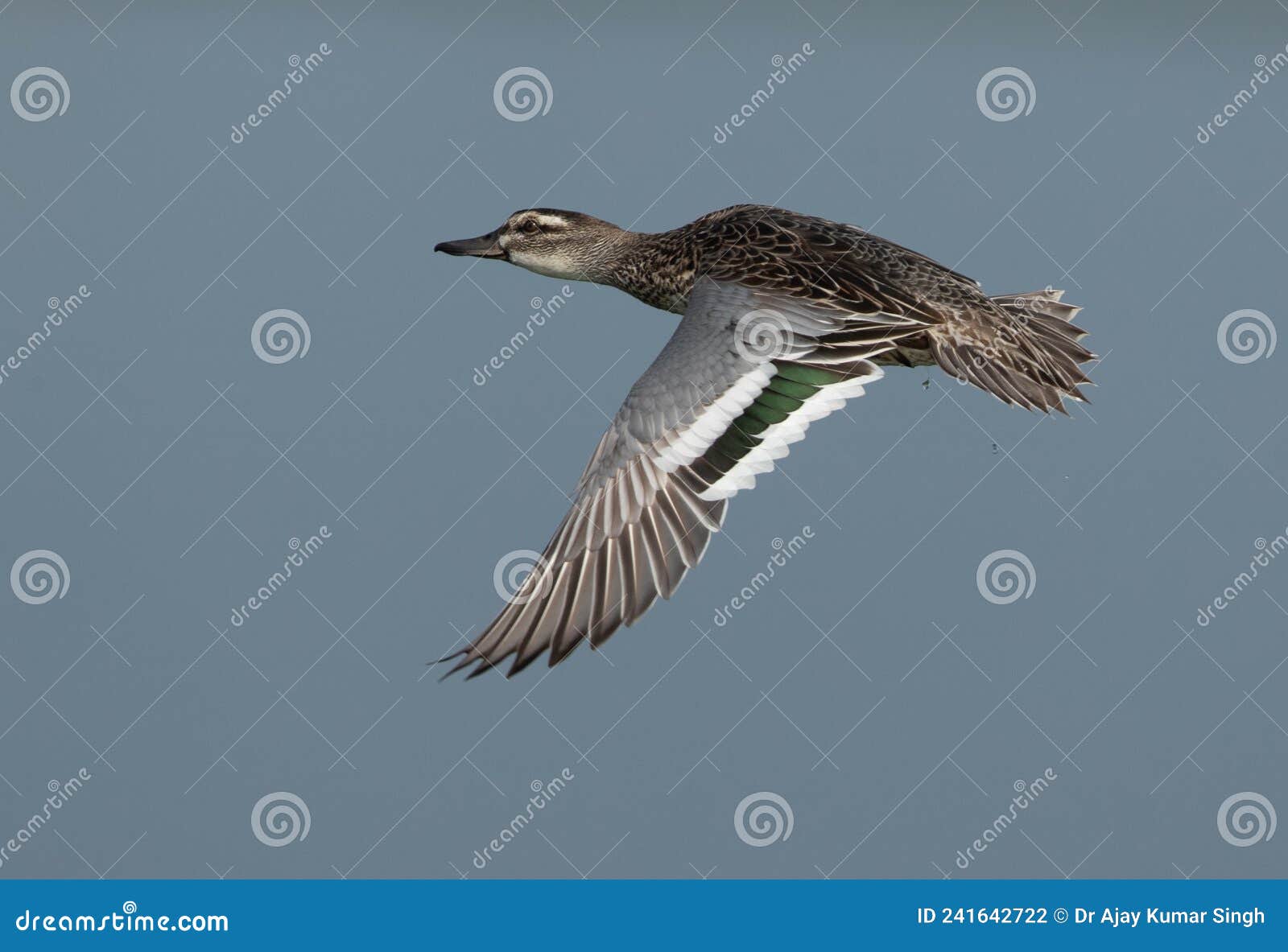 Garganey in Flight at Bhigwan Bird Sanctuary, India Stock Photo - Image ...