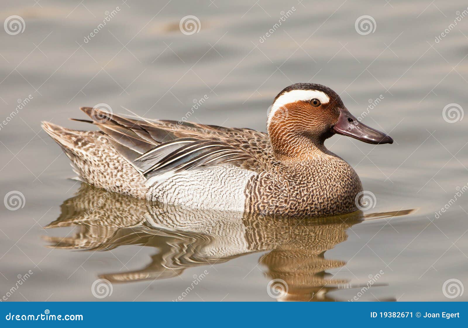 A Garganey male stock image. Image of color, dabbling - 19382671