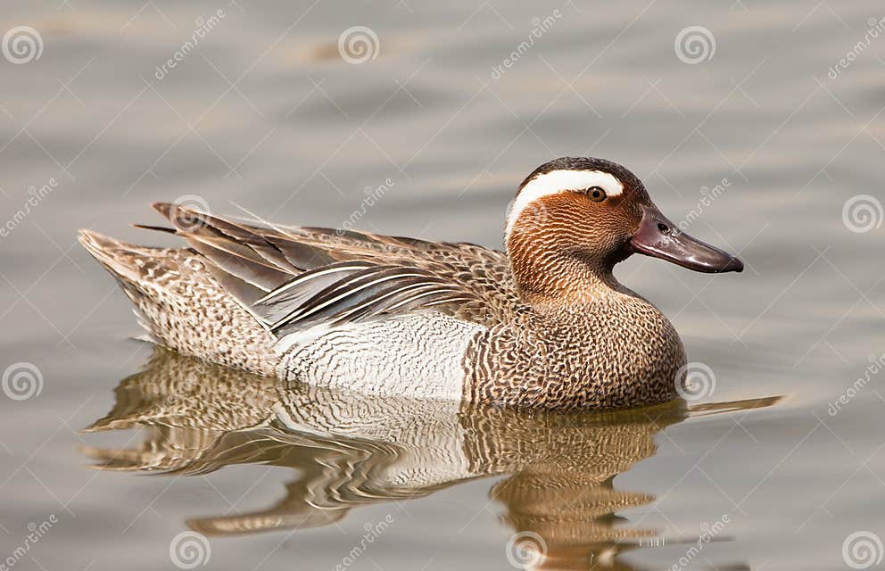 A Garganey male stock image. Image of color, dabbling - 19382671