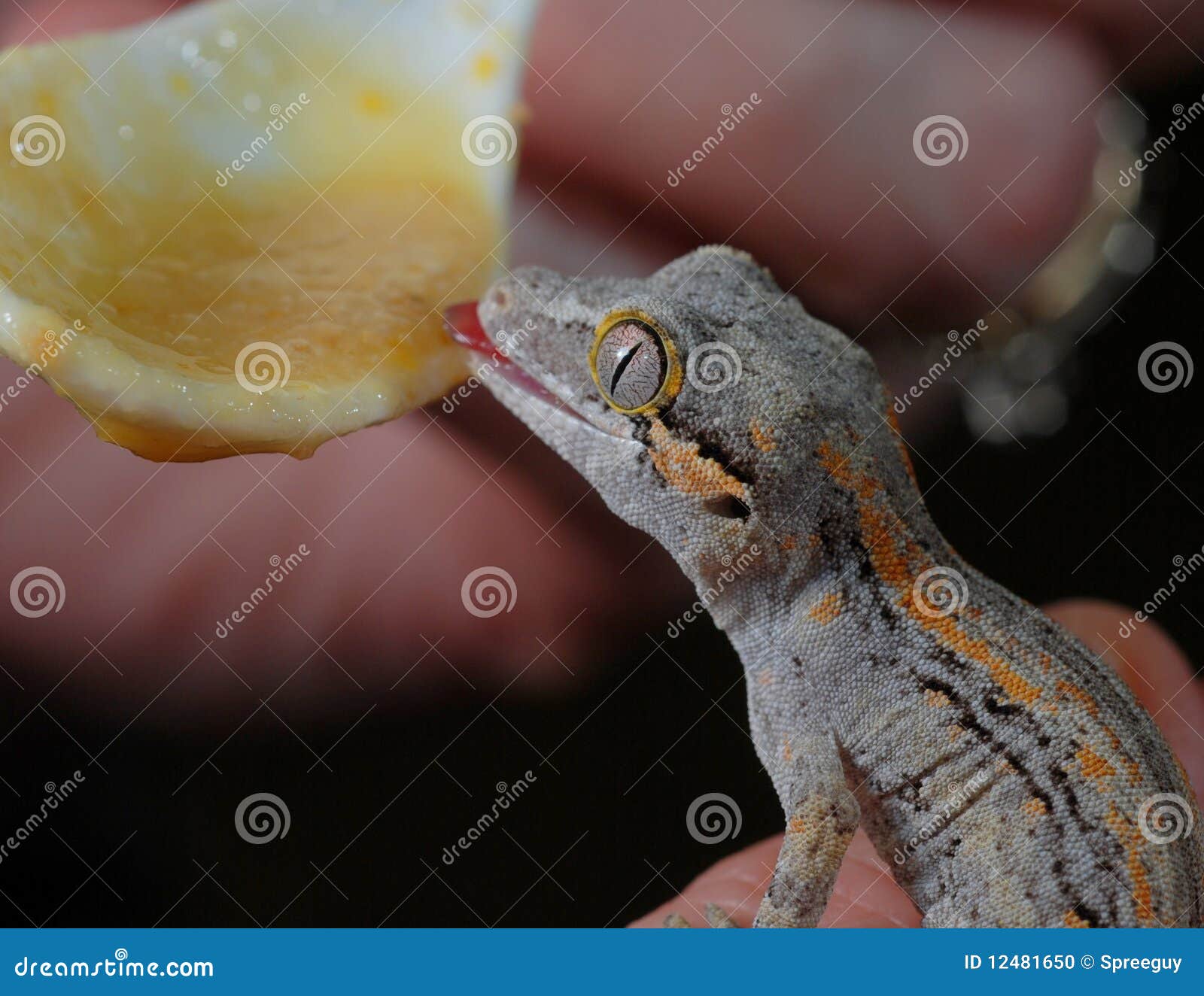 Gargoyle Gecko stock photo. Image of reptile, gargoyle - 12481650