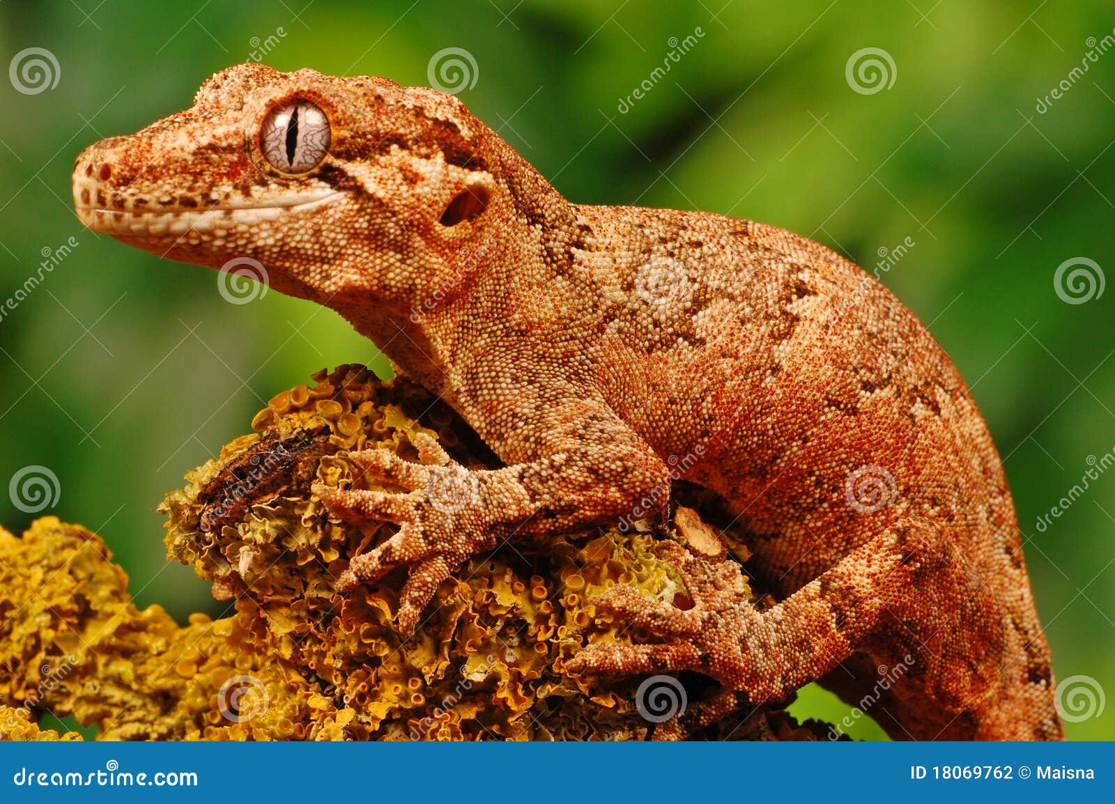 Gargoyle gecko stock photo. Image of fauna, small, colour - 18069762