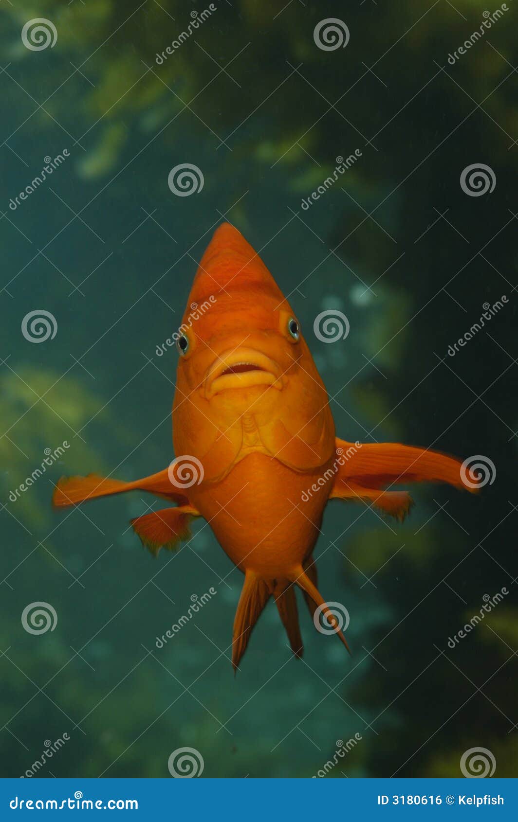 Garibaldi Fish