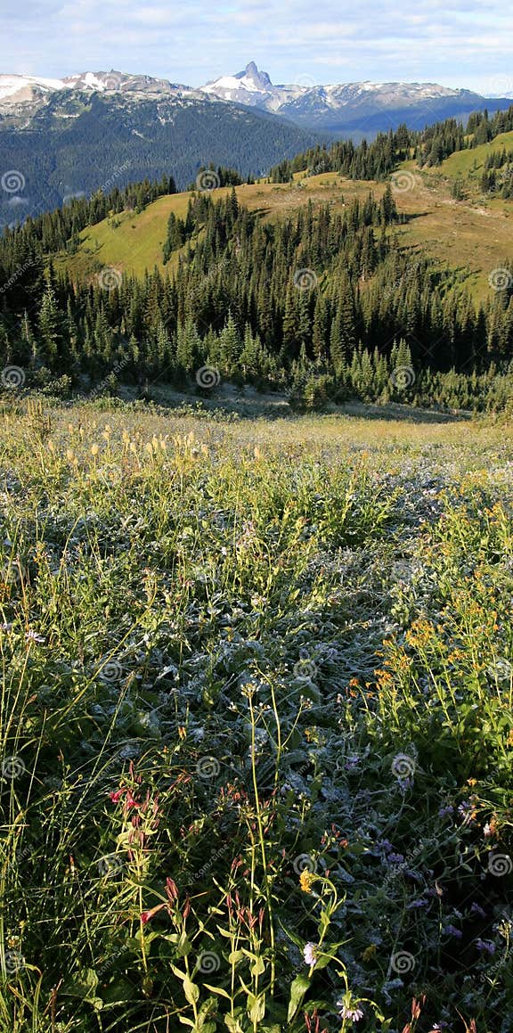 Garibaldi Provincial Park stock image. Image of summer - 7209353