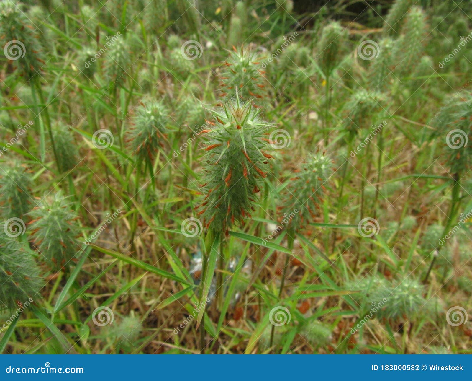 Garigue Shrub Vegetation and Grasses in Malta Stock Photo - Image of ...