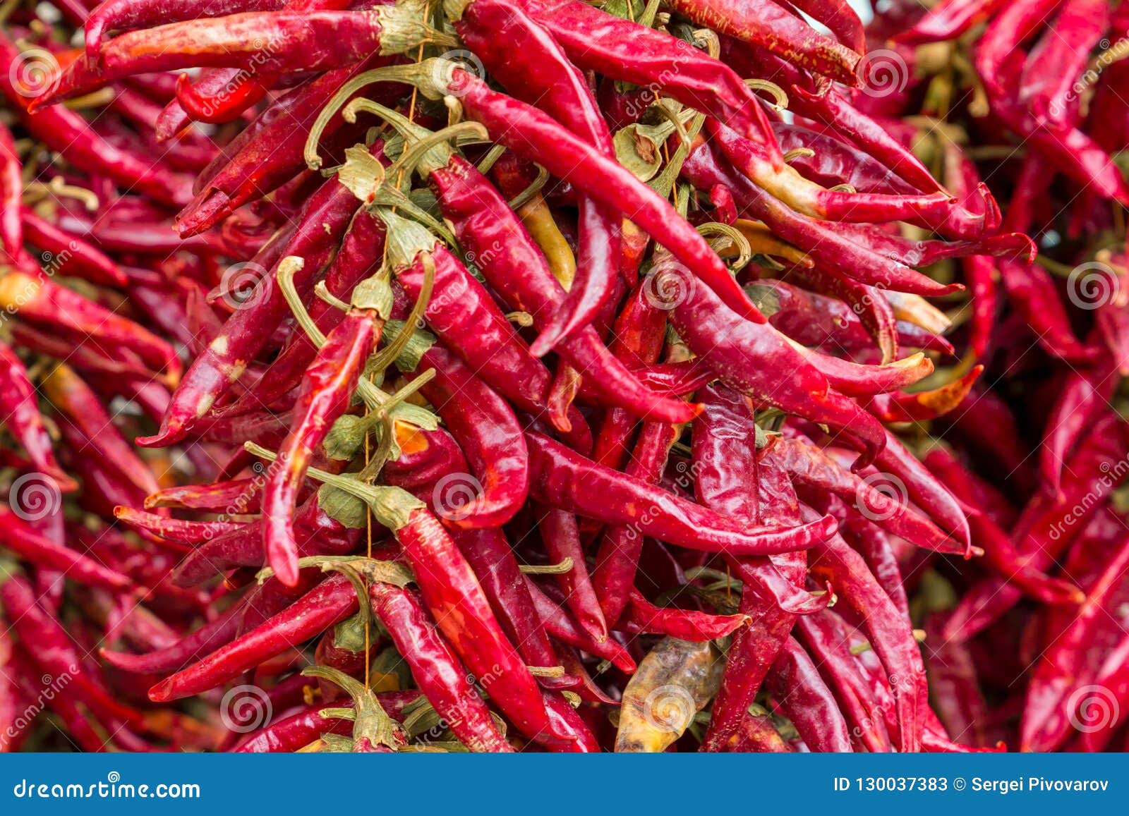 Garland Chili Pepper Group of Sharp Pods Vertical Row Culinary ...