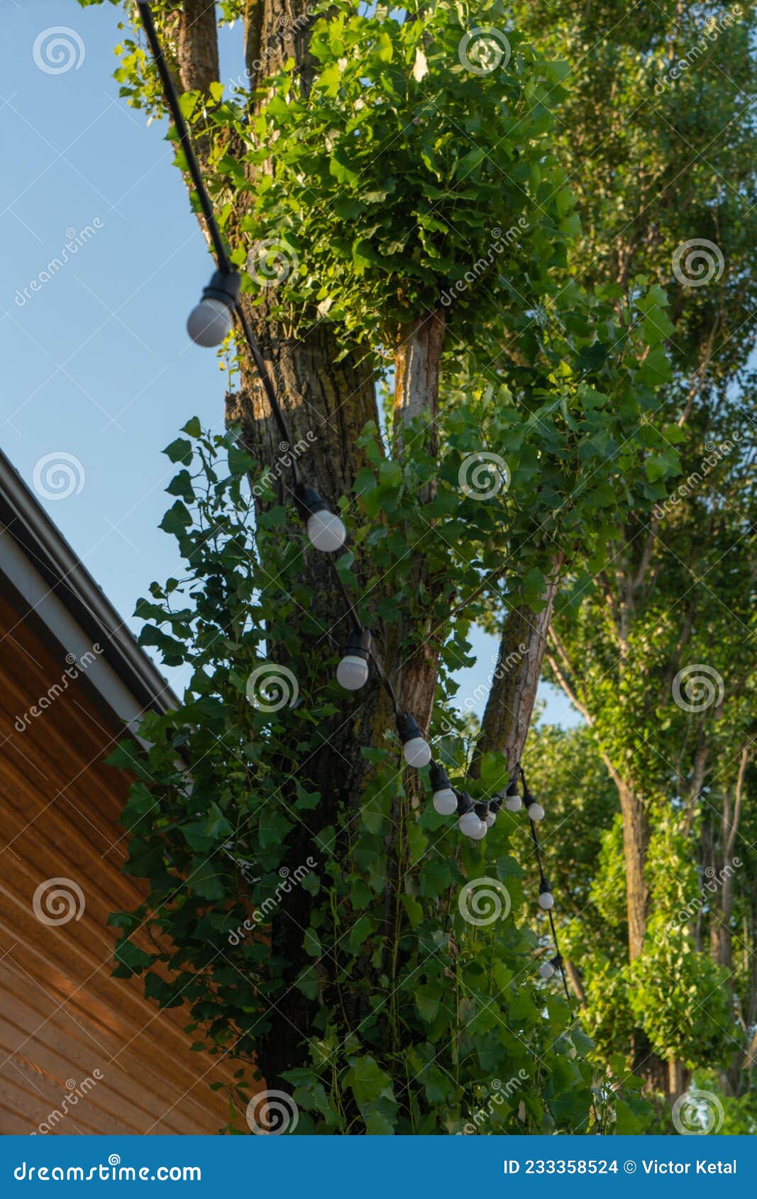 A Garland of Light Bulbs Hanging from Trees on a Clear Sunny Day. Stock ...