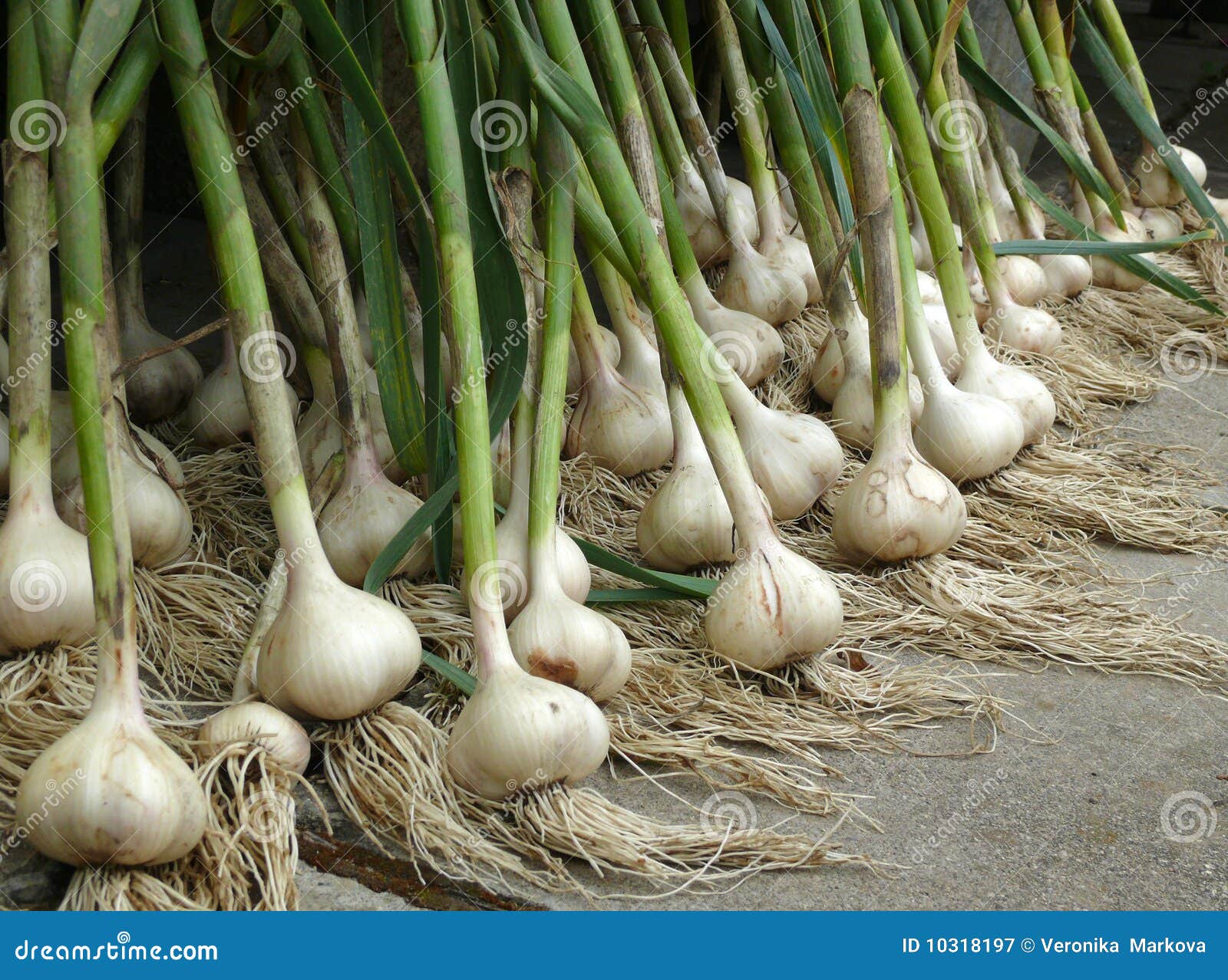 Garlic stock image. Image of fresh, food, health, vegetable - 10318197