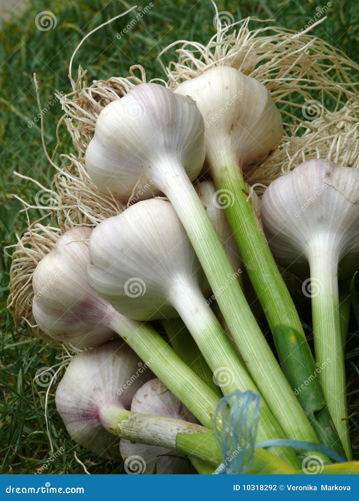 Garlic stock photo. Image of food, bulbs, bulb, vegetable - 10318292