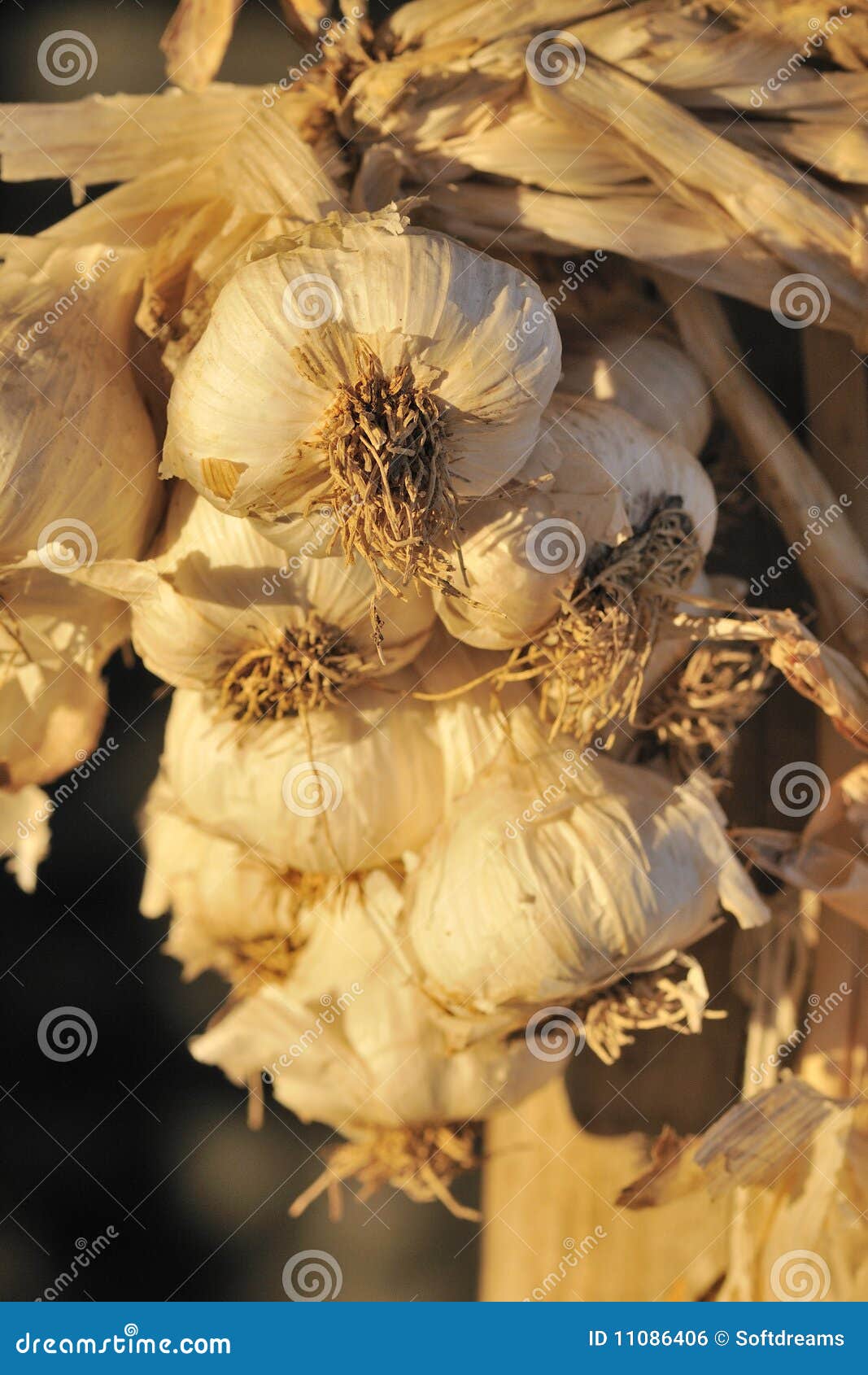Garlic stock photo. Image of bulbs, seasoning, harvest - 11086406