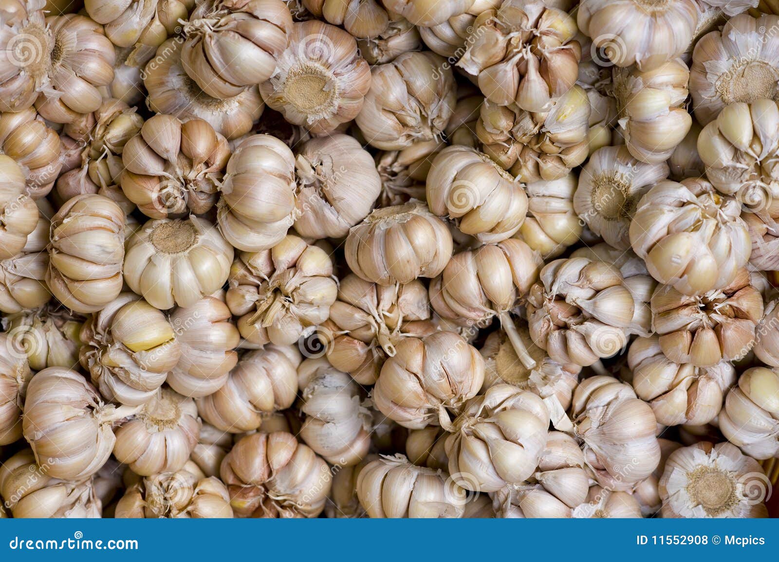 Garlic stock photo. Image of pungent, eating, lots, taste - 11552908