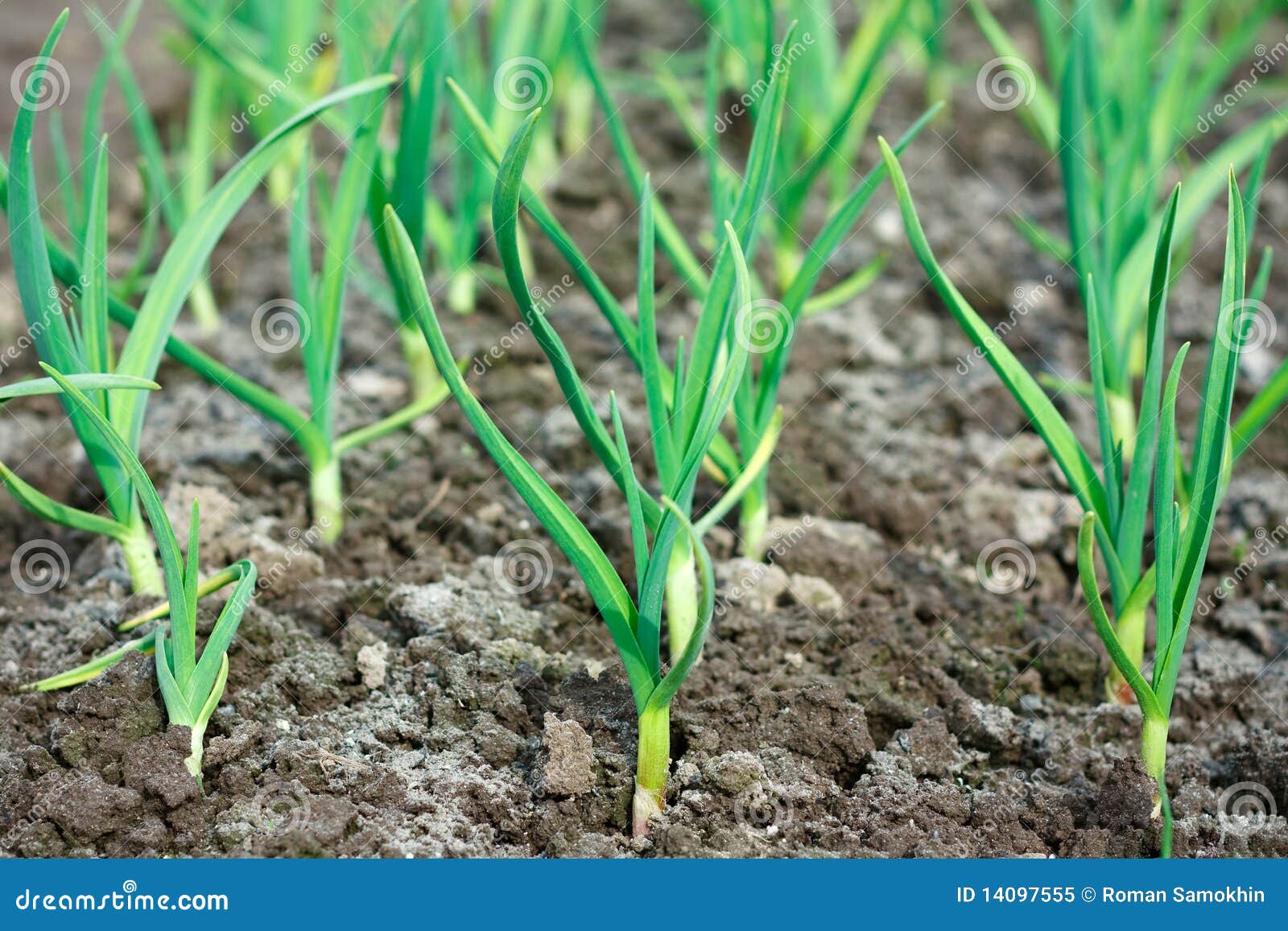 Garlic stock image. Image of organic, freshness, season - 14097555