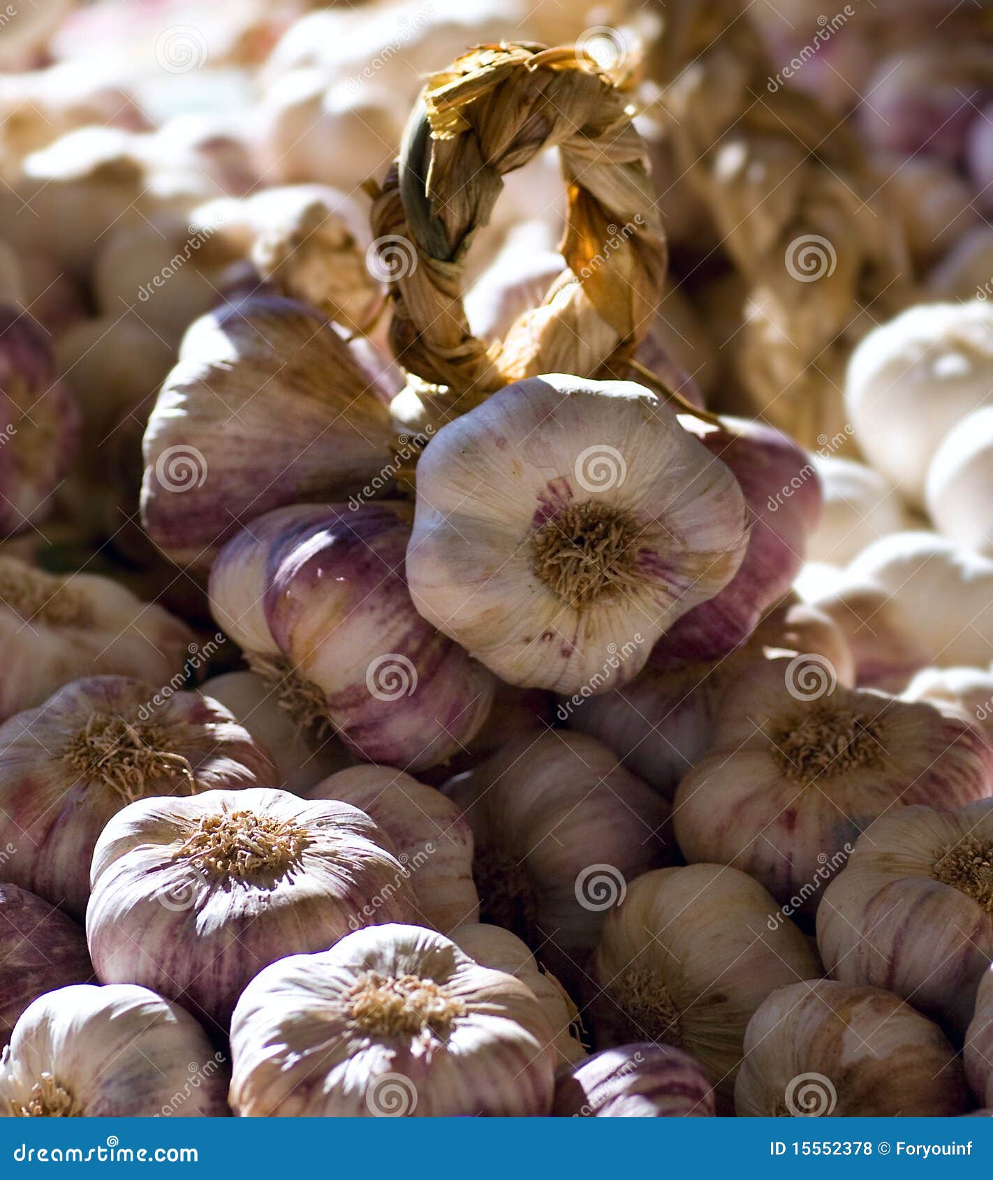 Garlic stock photo. Image of outdoors, ingredient, food - 15552378