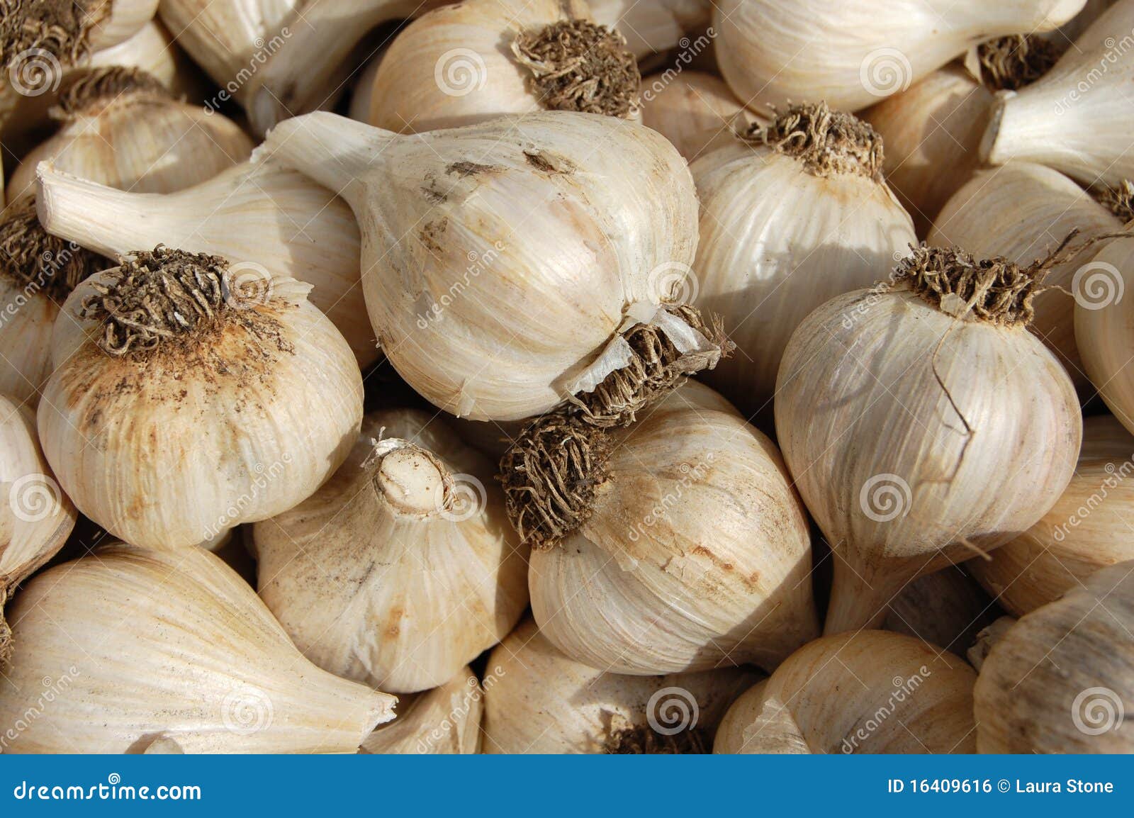Garlic stock photo. Image of garlic, outdoors, food, root - 16409616
