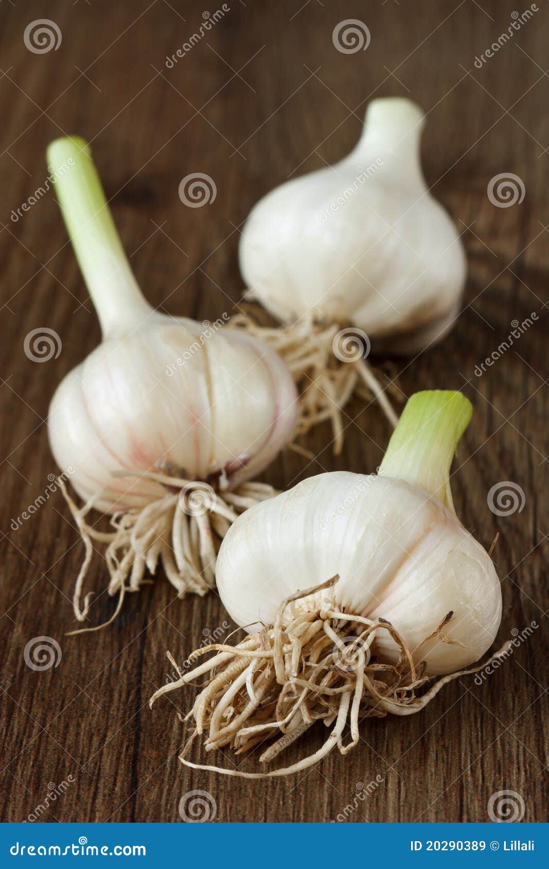 Garlic. stock image. Image of freshness, eating, plant - 20290389